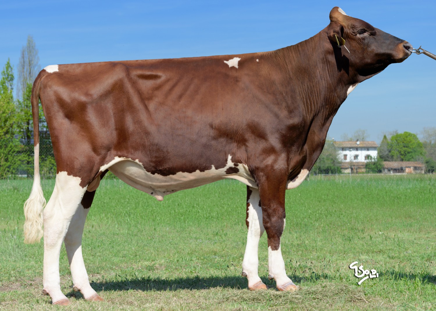 Grootmoeder DG ADRION-RED bekroond met EXCELLENT! - AI total