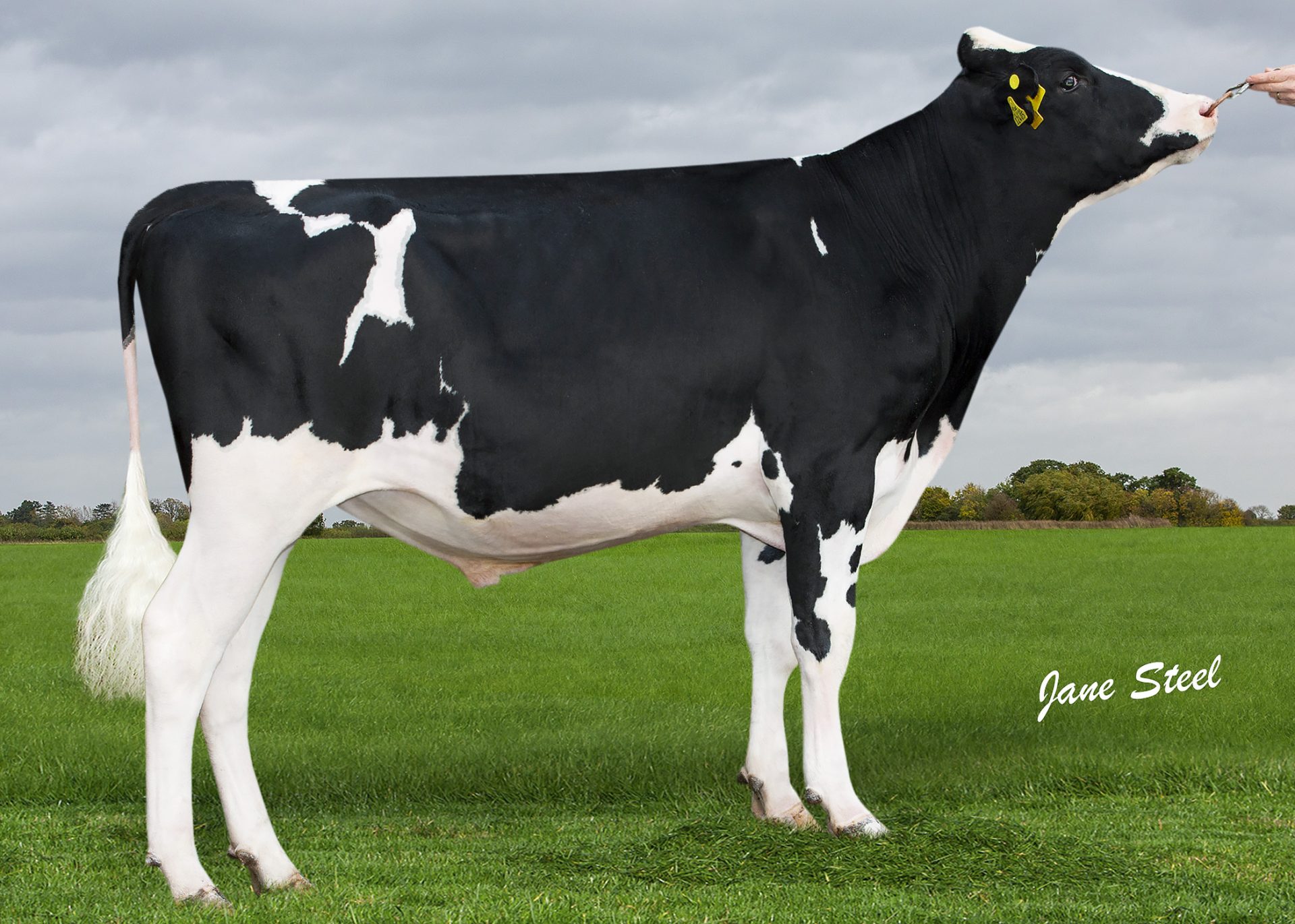 DG Omega, de zwartbonte gNVI sensatie met +350 gNVI! - AI total