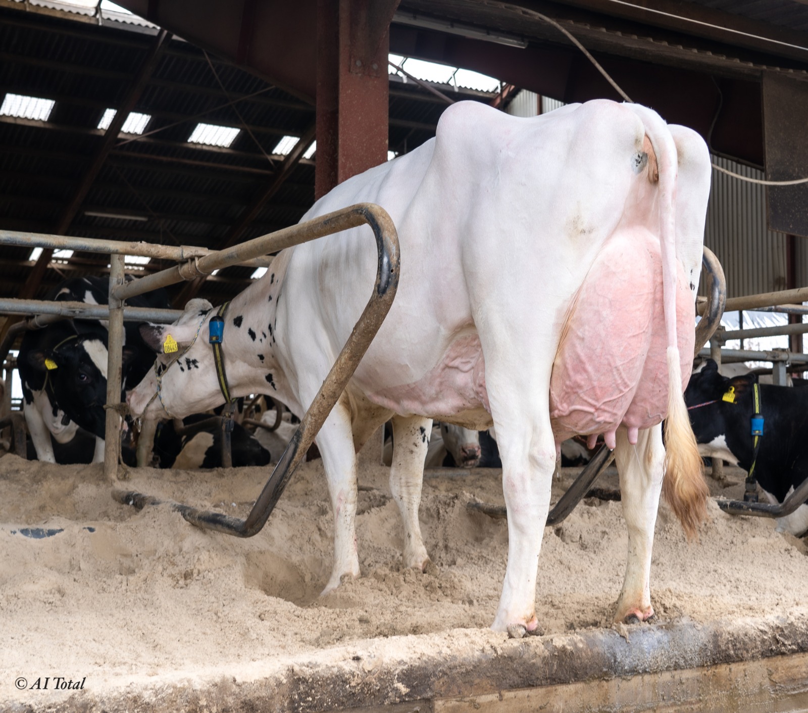 Anderstrup, topmelker in Europa met 100% AI Total - AI total